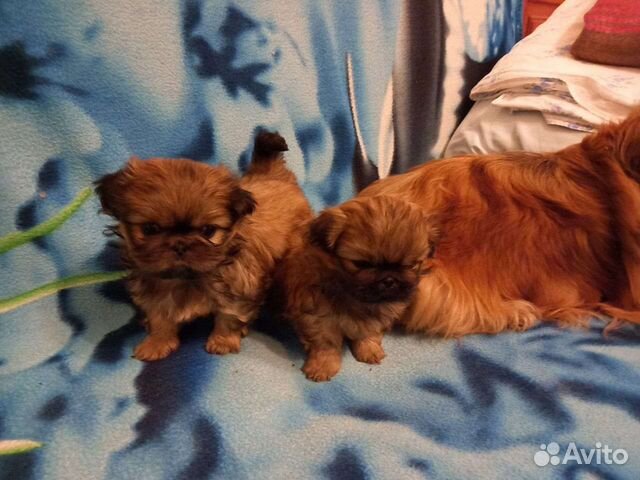 Щенки пекинеса