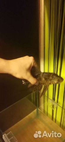 Сомик присоска сом