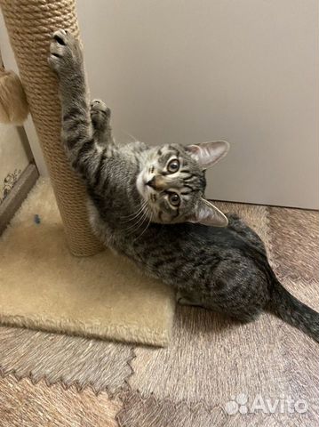 Отдам котенка в добрые руки связи переездом в друг