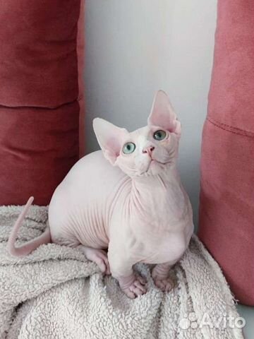 Бамбино сфинкс котята