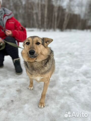 Жужа-собачка-подарок