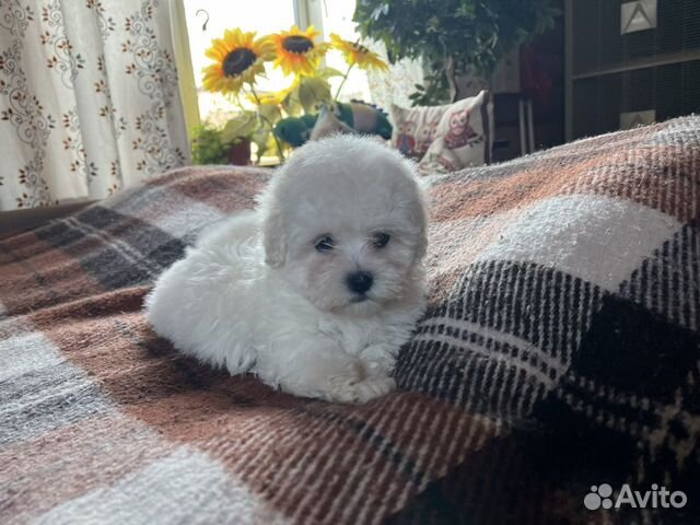 Мальтипу мини