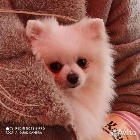 Померанский шпиц