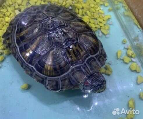 Красноухие черепахи бесплатно