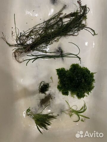 Растения для аквариума