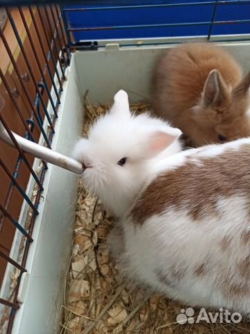 Кролик декоративный