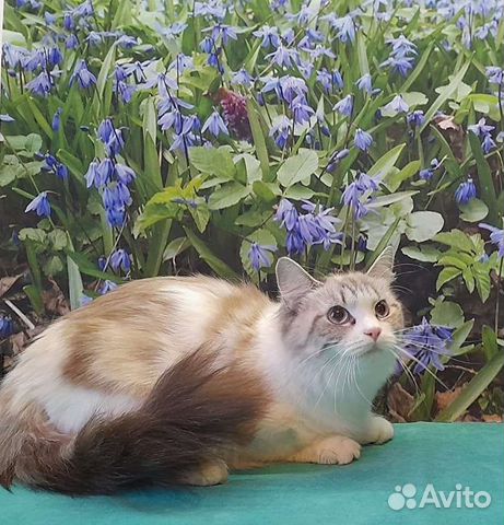 Кошка Манчкин