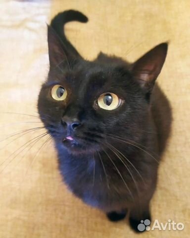 Отдам в добрые руки