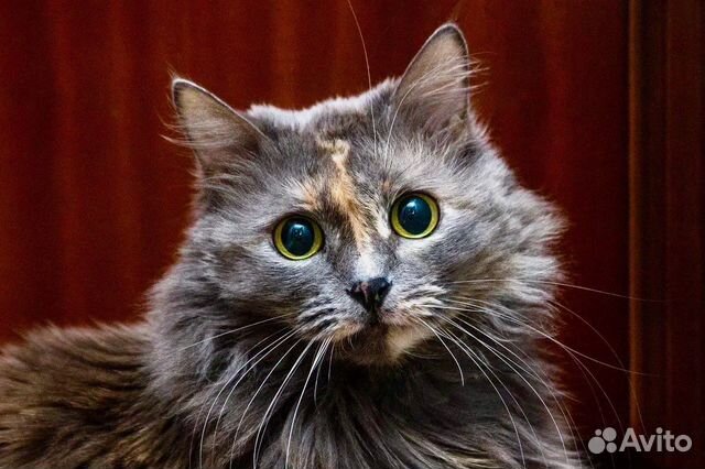 Пушистая кошка Тося ищет любящее сердце