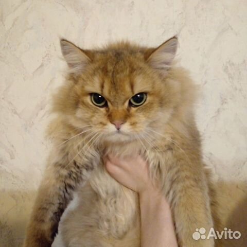 Породистый котик рыже- палевый метис отдам