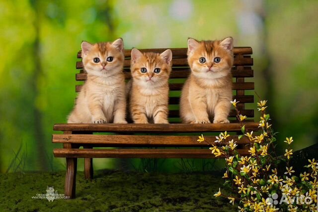 Клубные золотые котята