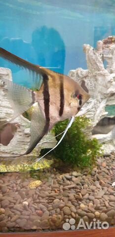 Скалярия вуалевая