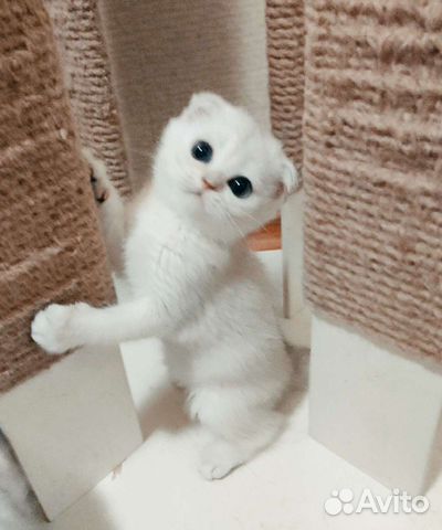 Котята в драгоценных шубках