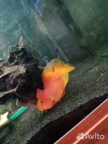 Рыбка Попугай (Желтый)
