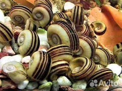 Улитка Мариза