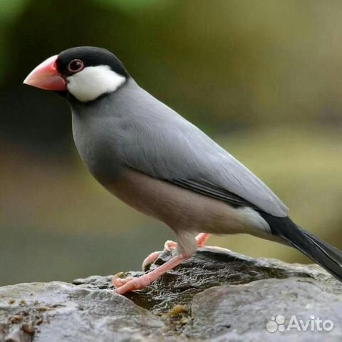 Амадина Рисовая