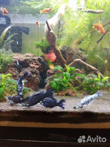 Моллинезия