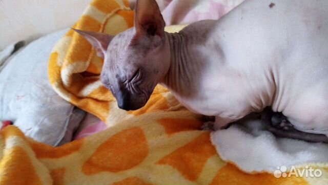 Канадский сфинкс