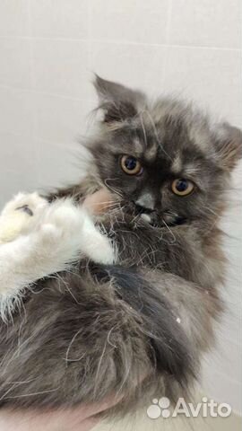 Котенок Кузя 2,5 мес