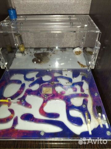 Продаю муравьиную ферму