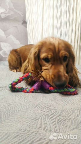 Кокер спаниель вязка