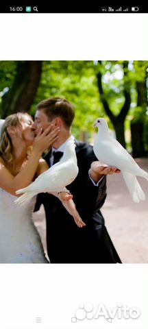 Голуби на свадьбу