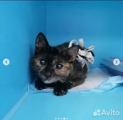 Кошка Маркиза ищет дом