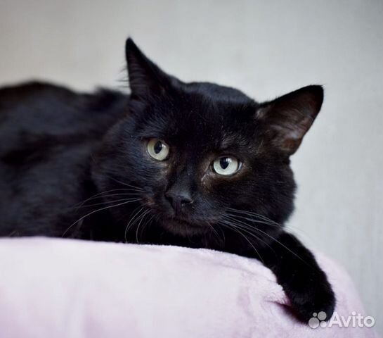 Расстрелянный котик Тимоша в добрые руки