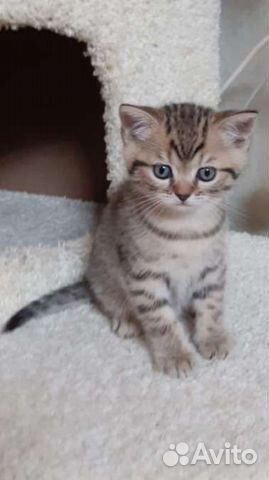 Шотландские котята