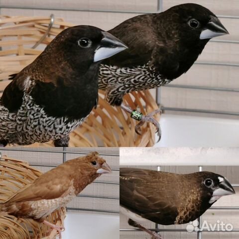 Японские амадины чешуйчатые