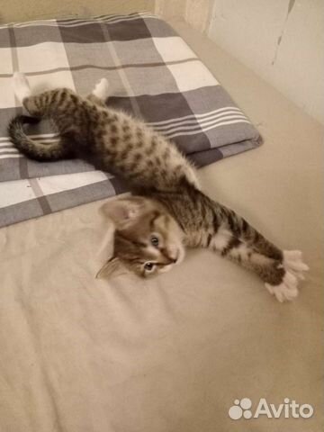 Кошка чаузи ф3