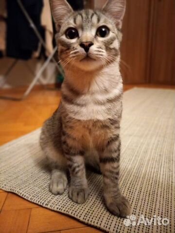 Обмен кота