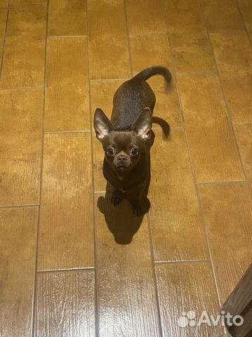 Вязка кобель чихуахуа