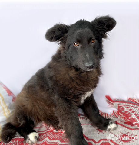 Подросток Шон в добрые руки