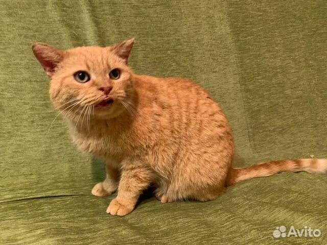 Красавец кот Апельсинчик 2 года,ласковый