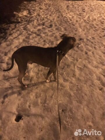 Амстафф 1 год