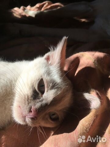 Котята тонк тай