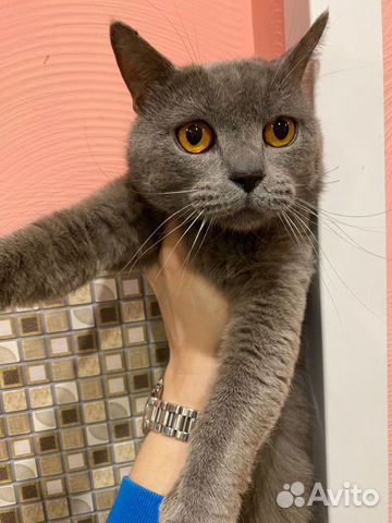 Котик Чивас 3 года