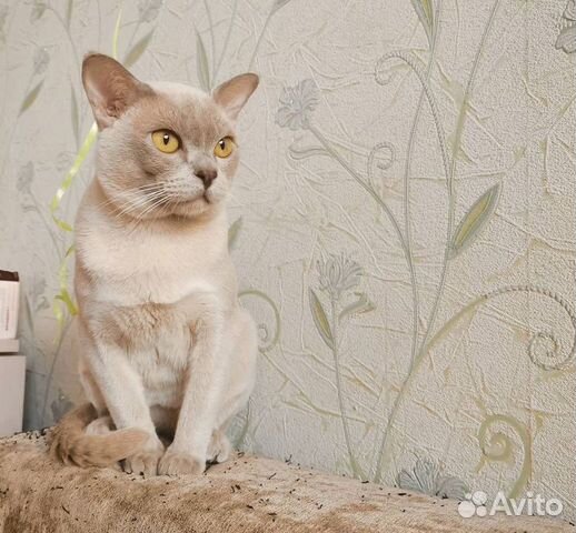 Бурманский кот