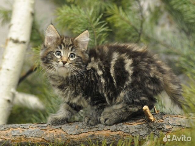 Котята породы норвежская лесная