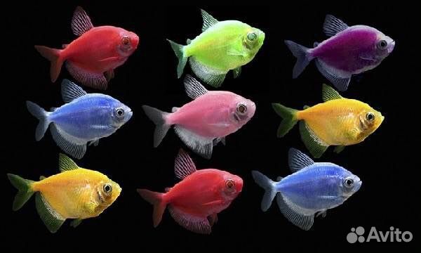 Аквариумные рыбки