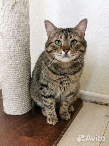 Добряк и ласкун Малышок в поисках своей семьи