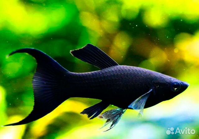 Чёрная моллинезия