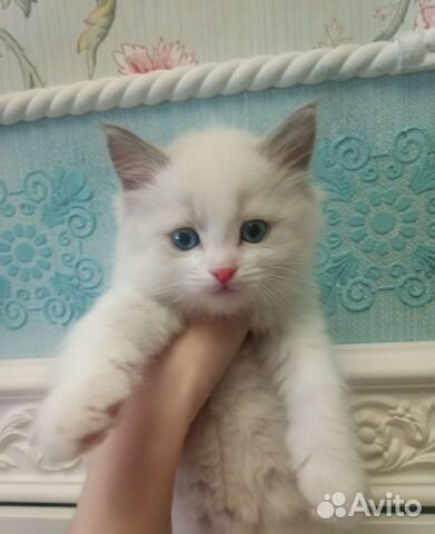 Котенок (девочка) рэгдолл биколор