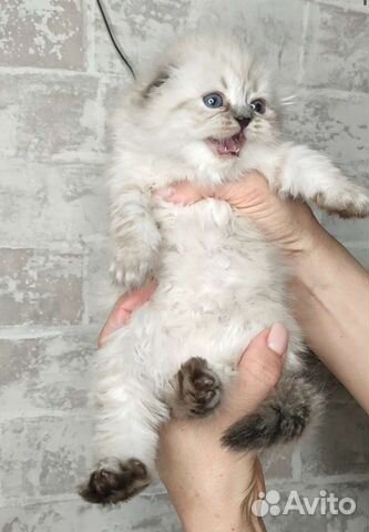 Шотландские манчкины лонг