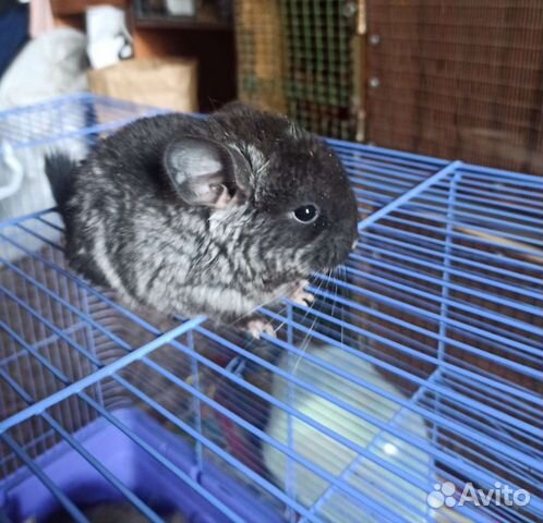 Продам шиншилл в добрый руки