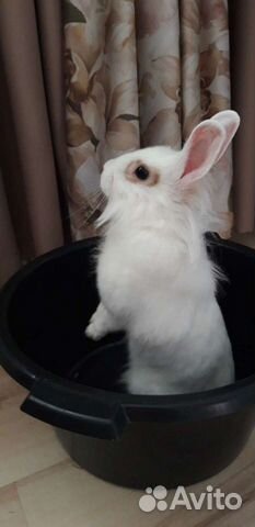 Кролик породы Lionhead