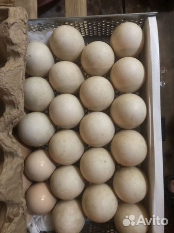 Инкубационное яйцо индоутки