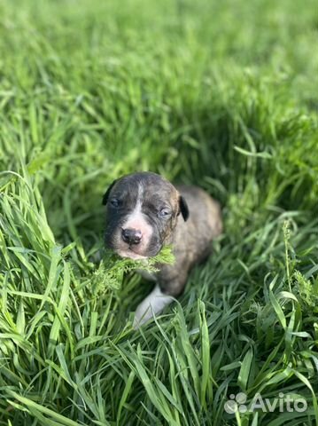 Бронь на щенков