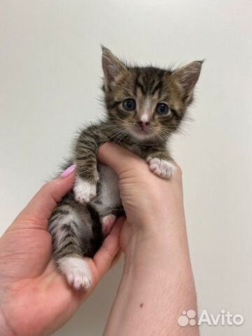 Котята в добрые руки бесплатно